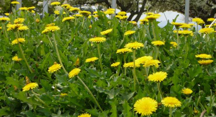 Maskrosor kan snart bli bildäck | Vi Bilägare